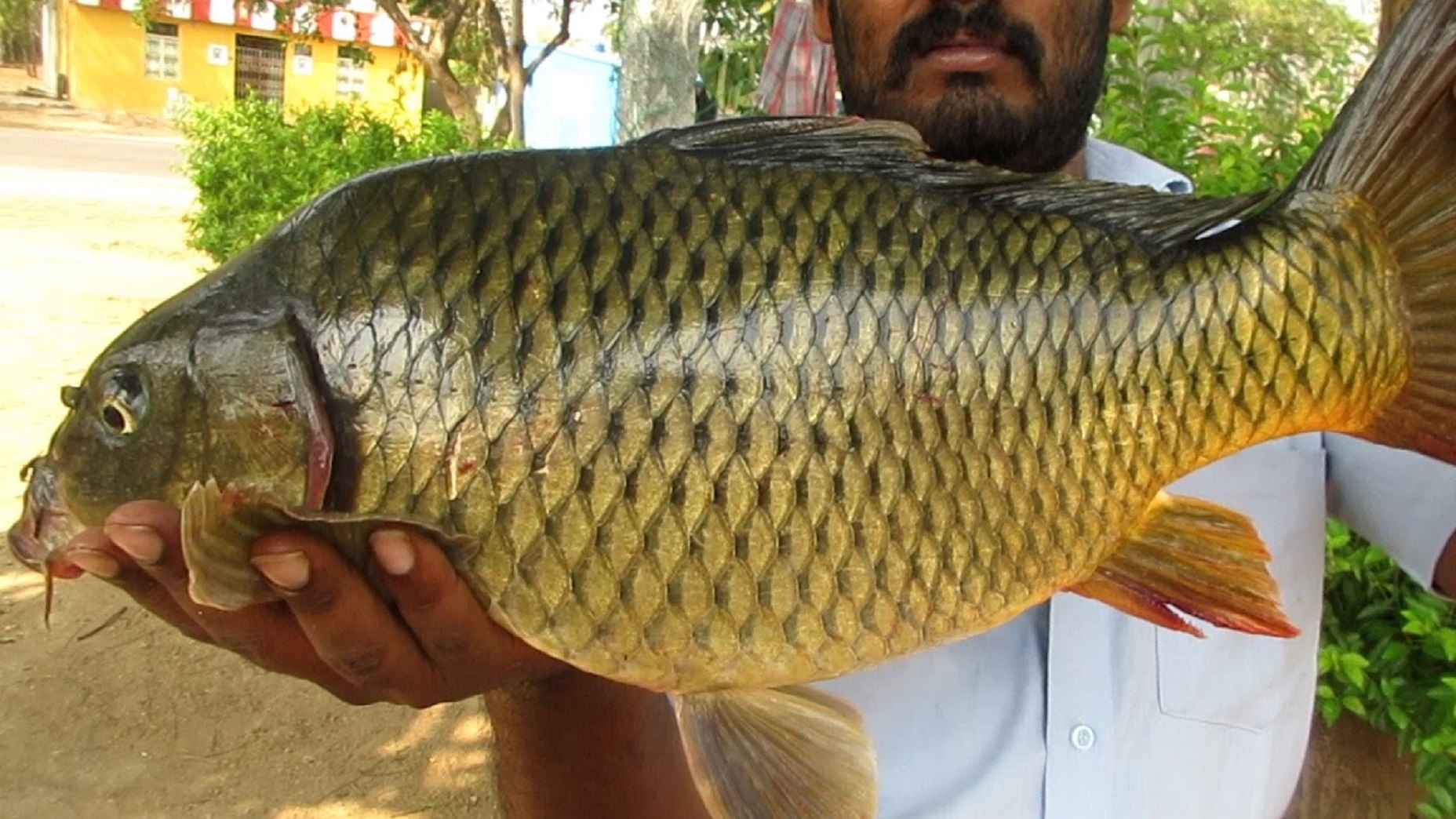 Dr Babu and the Catla Fish – COUNTRY SQUIRE INDIA