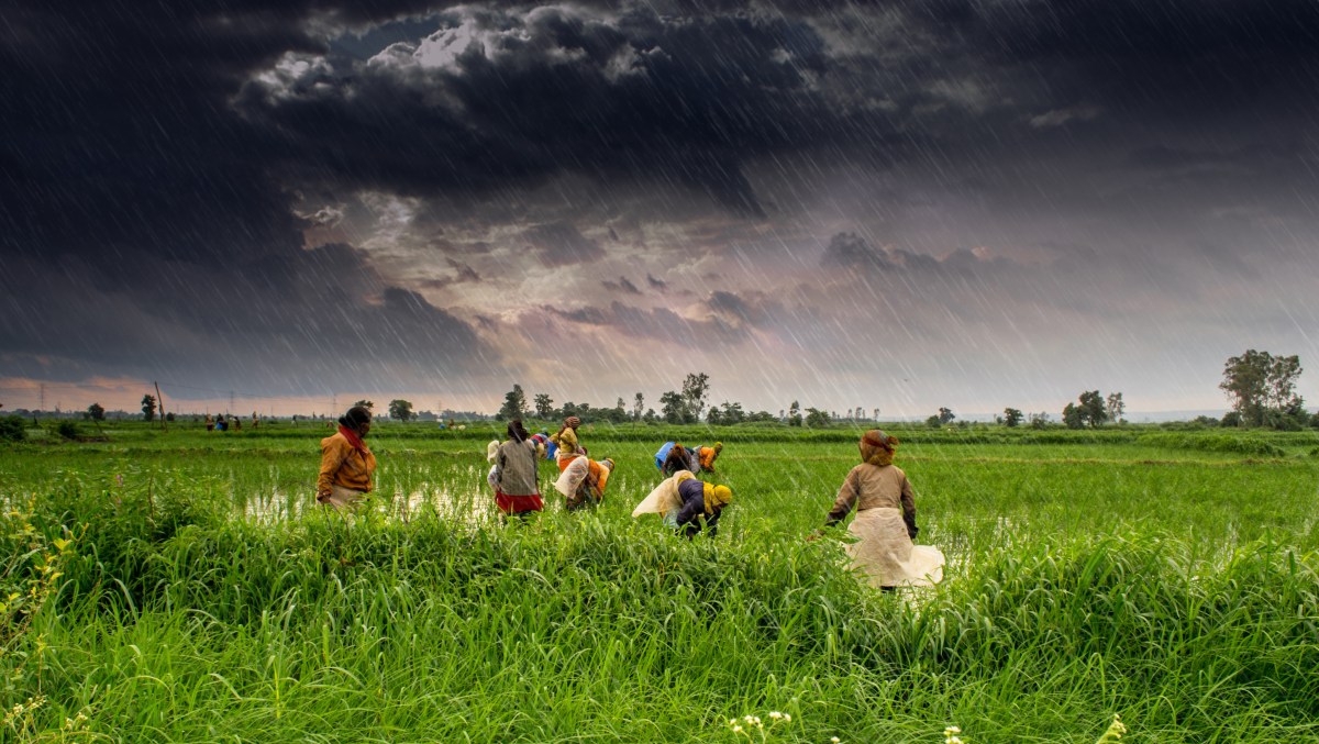 Traditional Farming Practices: Sustaining India’s Agriculture – COUNTRY ...
